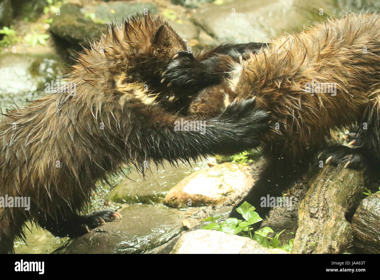 Wolverines High Resolution Stock Photography and Images - Alamy