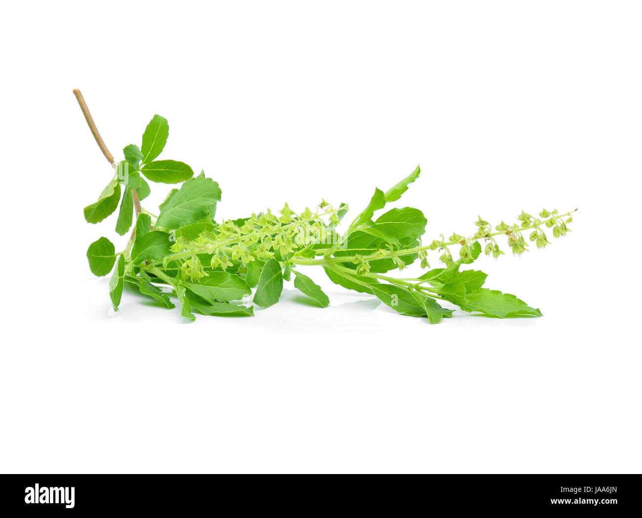 Basil flower on a white background Stock Photo - Alamy