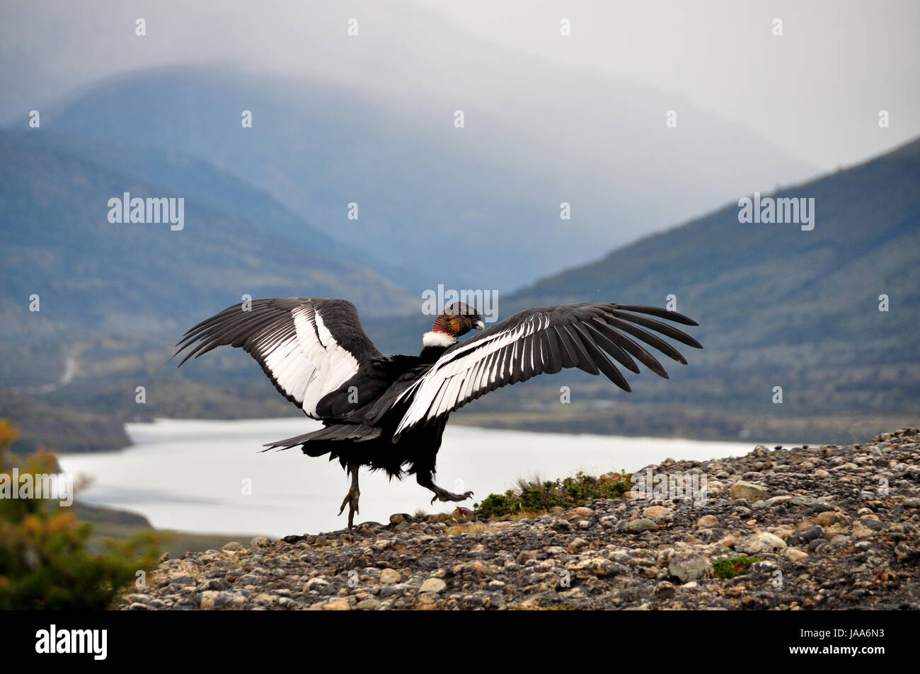 Andean Condor High Resolution Stock Photography and Images - Alamy