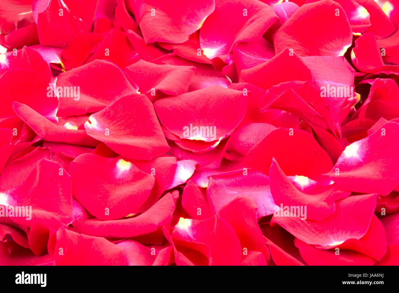 single, flower, rose, plant, roses, confusion, mess, scatter, strew ...