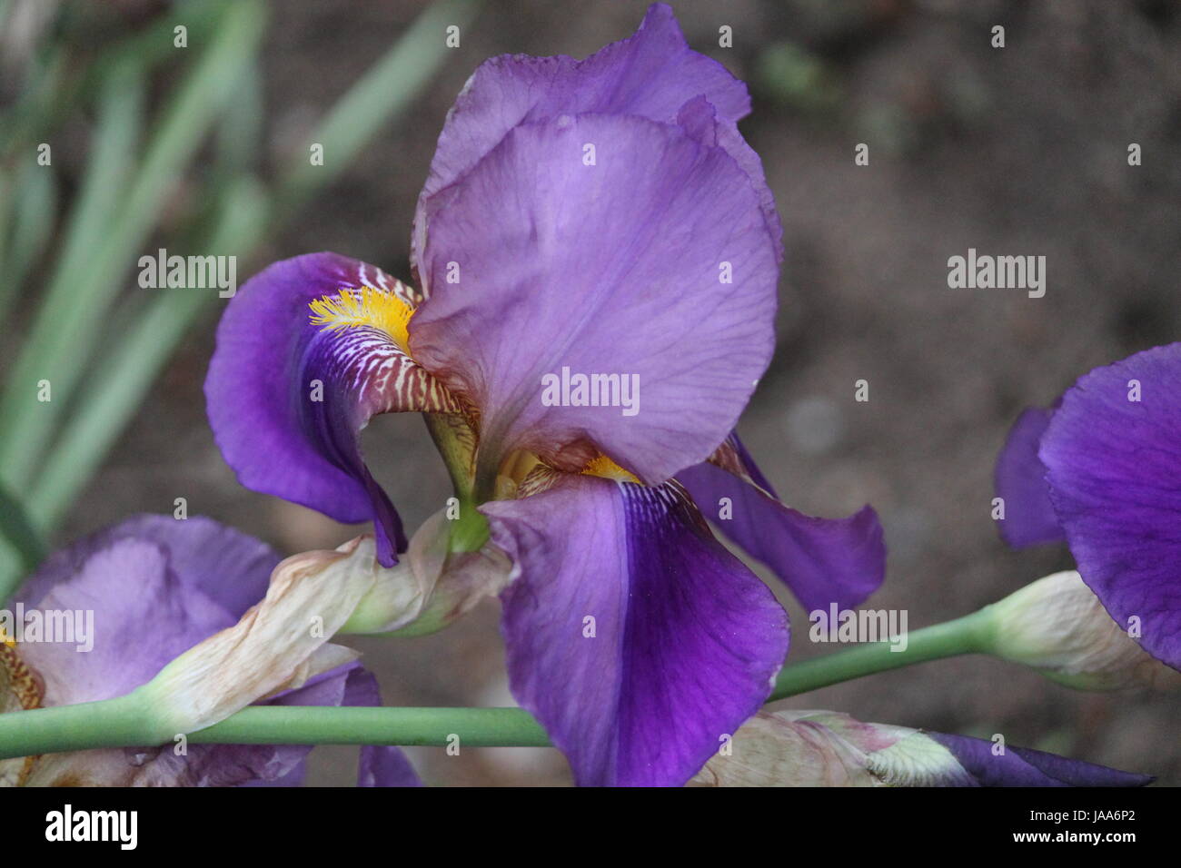 Pompous grass hi-res stock photography and images - Alamy