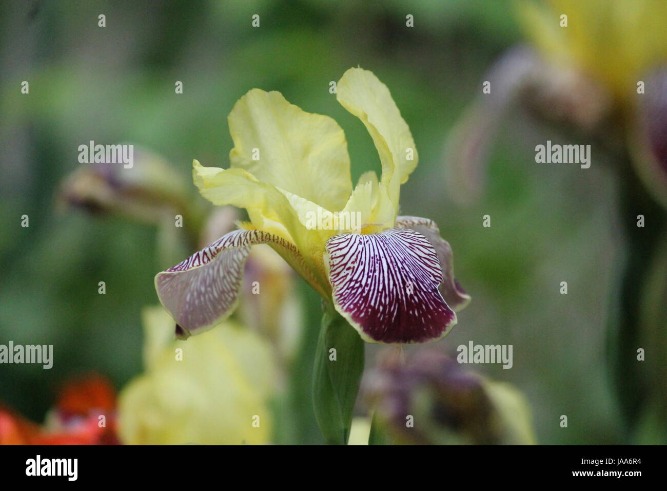 Beautiful garden iris flower hi-res stock photography and images - Alamy