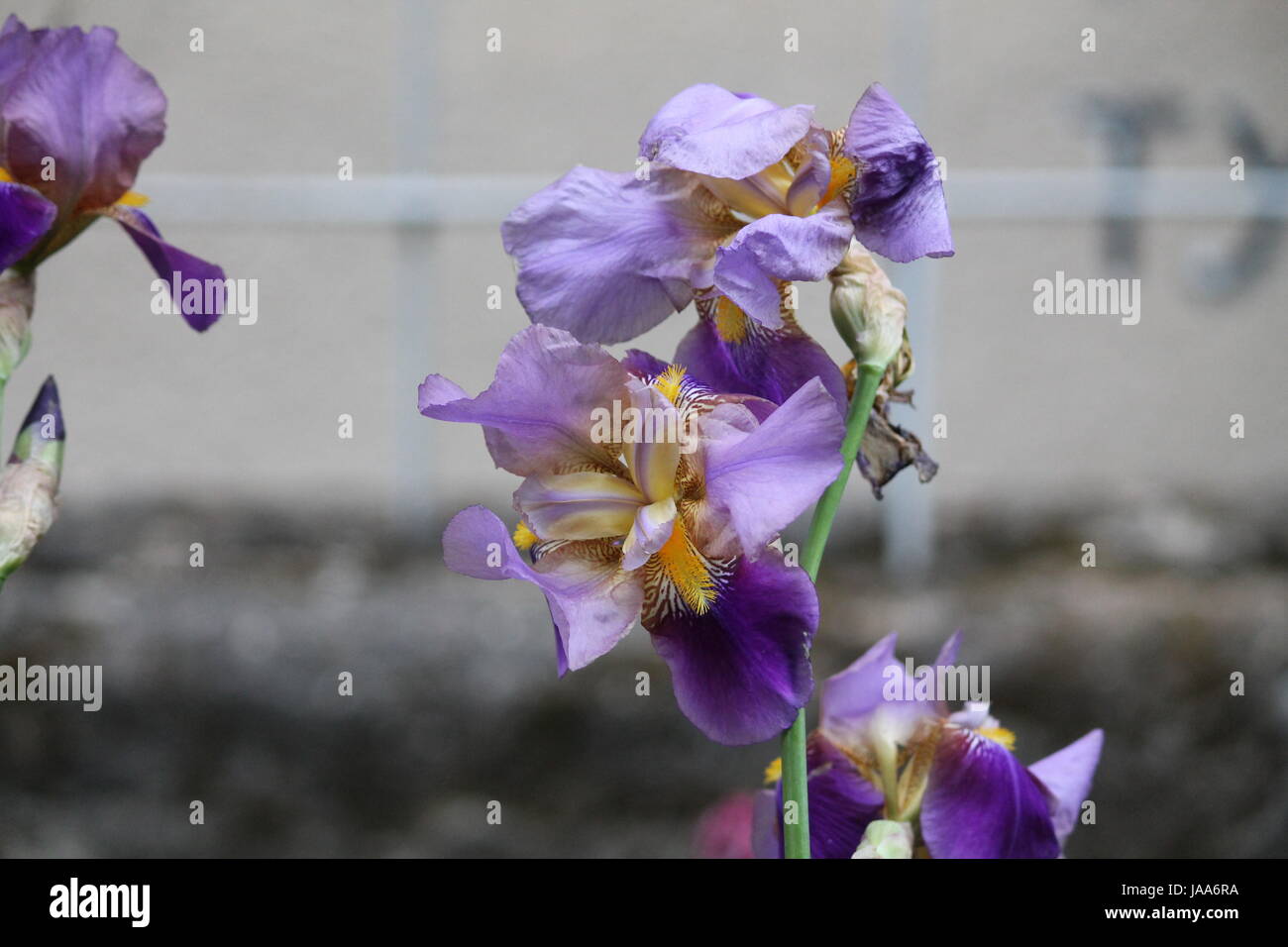 beautiful garden iris flower in pompous summer bloom Stock Photo - Alamy