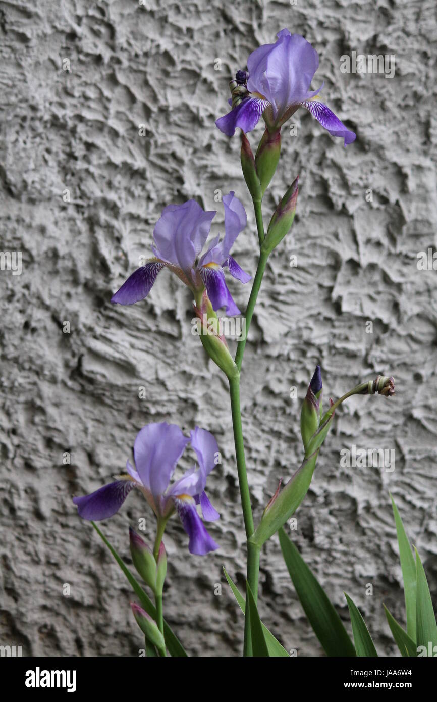 Iris flower bouquet hi-res stock photography and images - Alamy