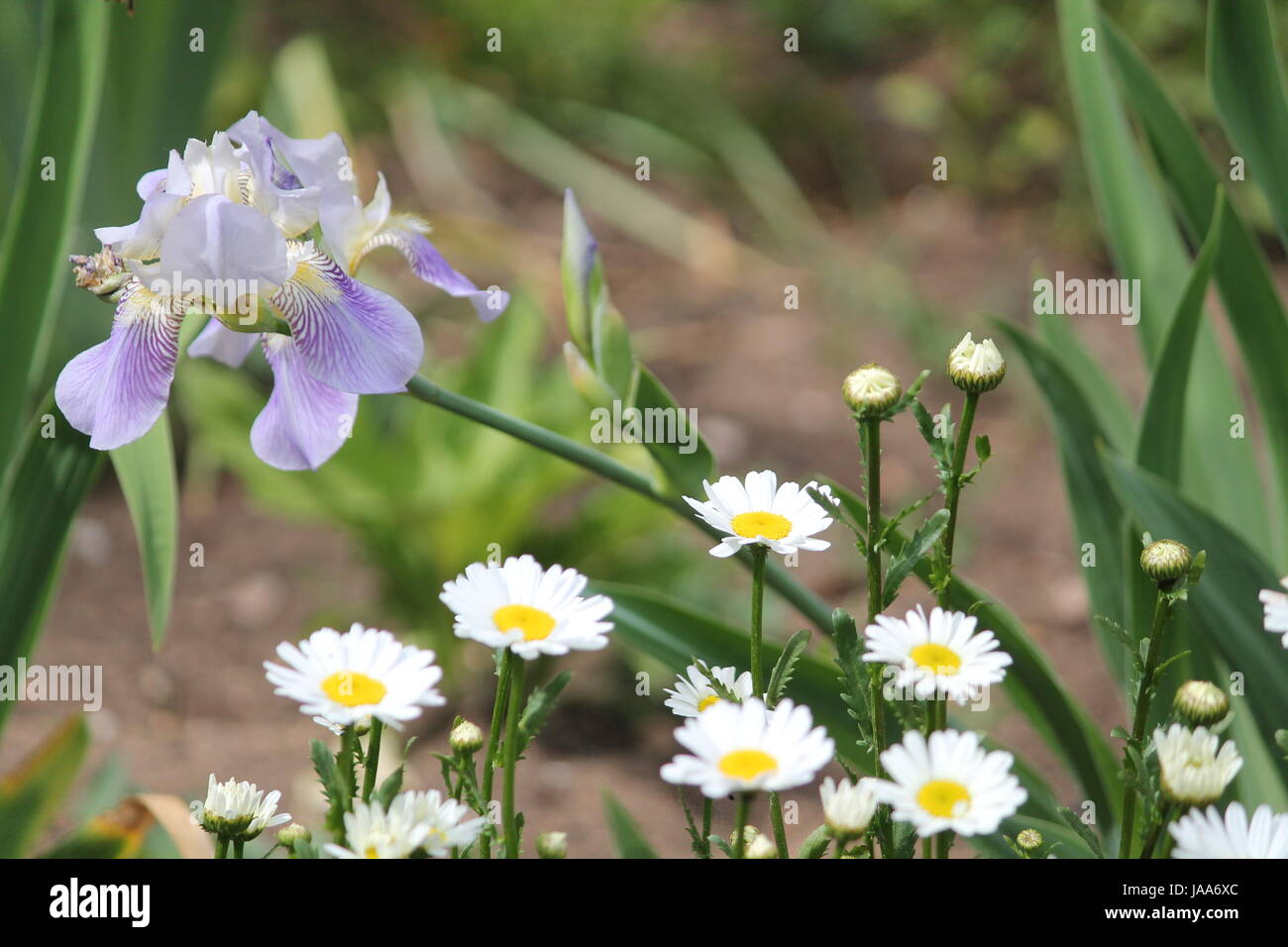 Iris flower bouquet hi-res stock photography and images - Alamy
