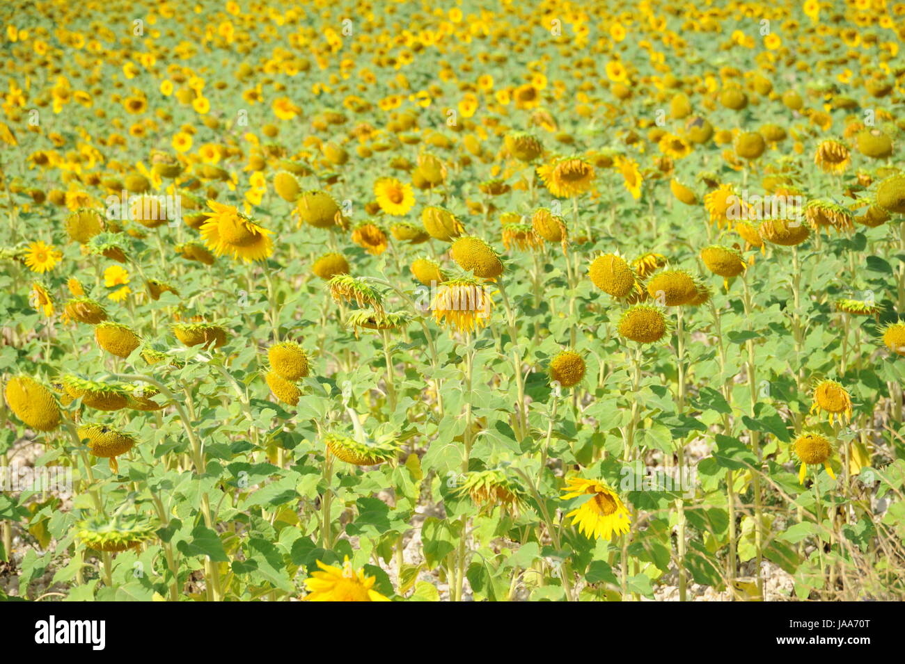 flower, plant, bloom, blossom, flourish, flourishing, summer, summerly ...