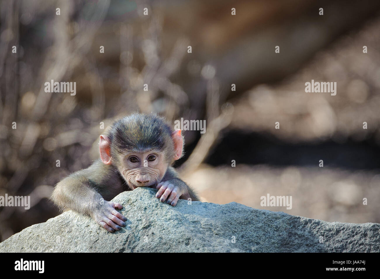 Friendly baboon hi-res stock photography and images - Alamy