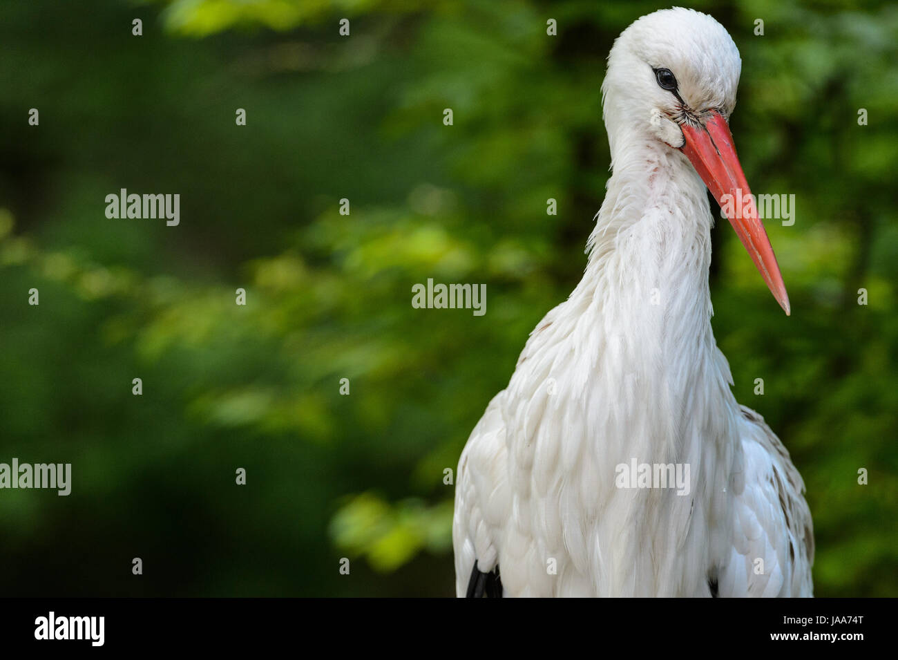 birth, childbirth, parturition, delivery, bird, birds, pointed ...