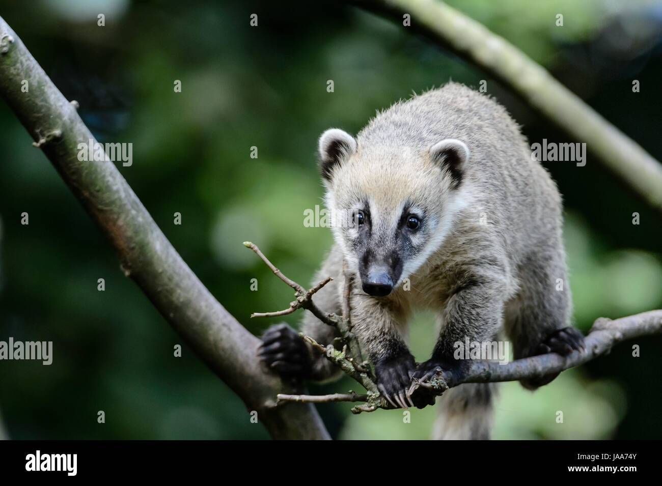 tree, mammal, animal portrait, nice, branches, branch, south america ...