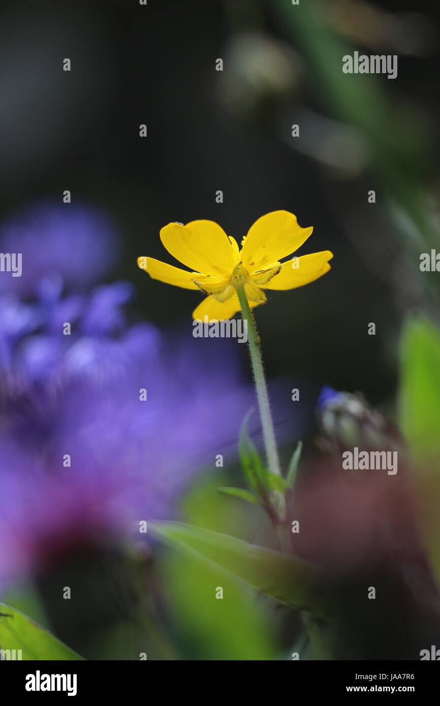 Single Yellow Creeping Buttercup Flower, Ranunculus repens, shimmering ...