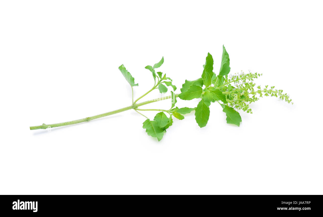 Basil flower on a white background Stock Photo - Alamy