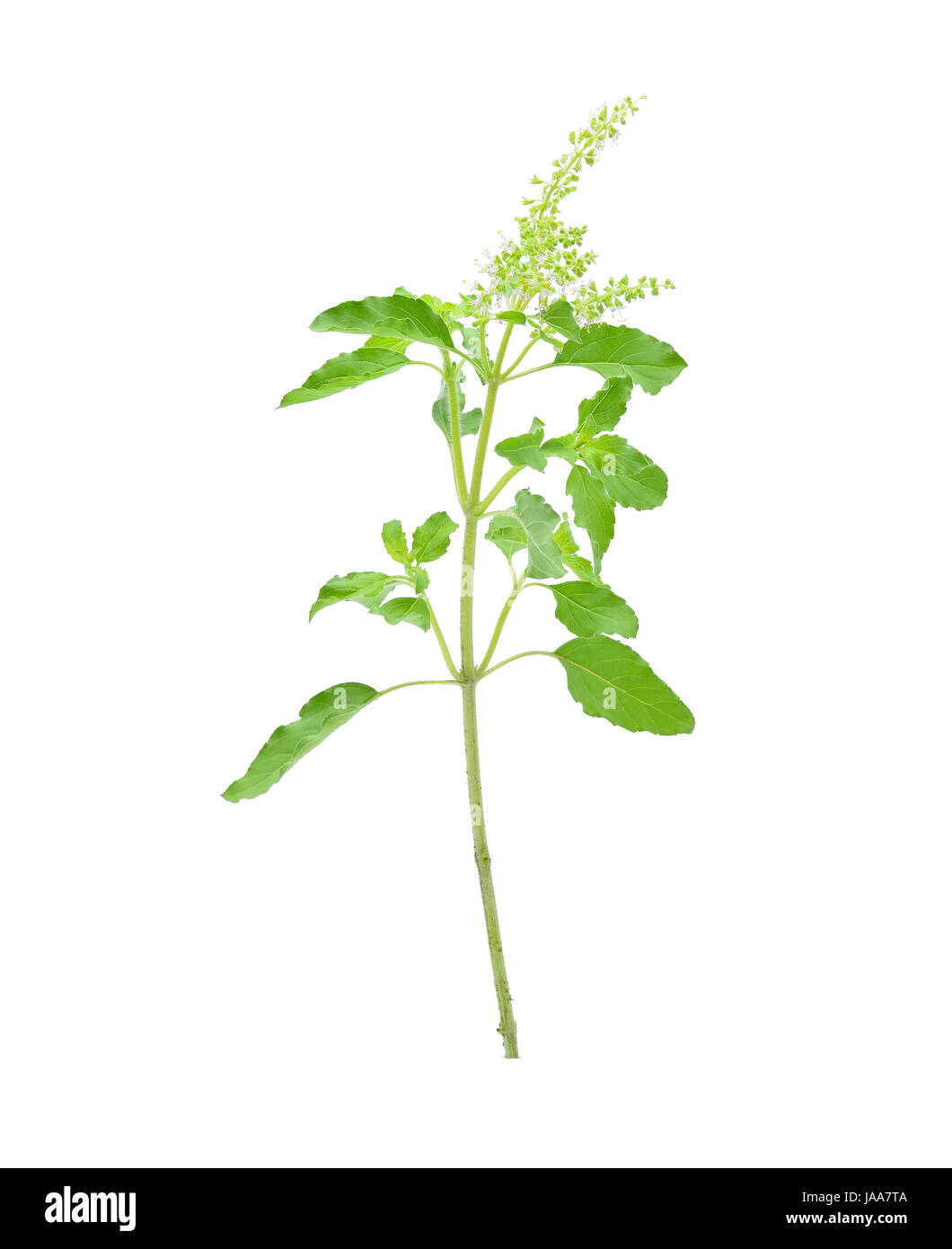 Thulasi Flower High Resolution Stock Photography and Images - Alamy