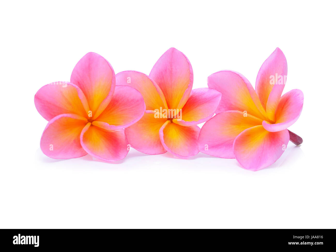 Close up frangipani plant Cut Out Stock Images & Pictures - Alamy
