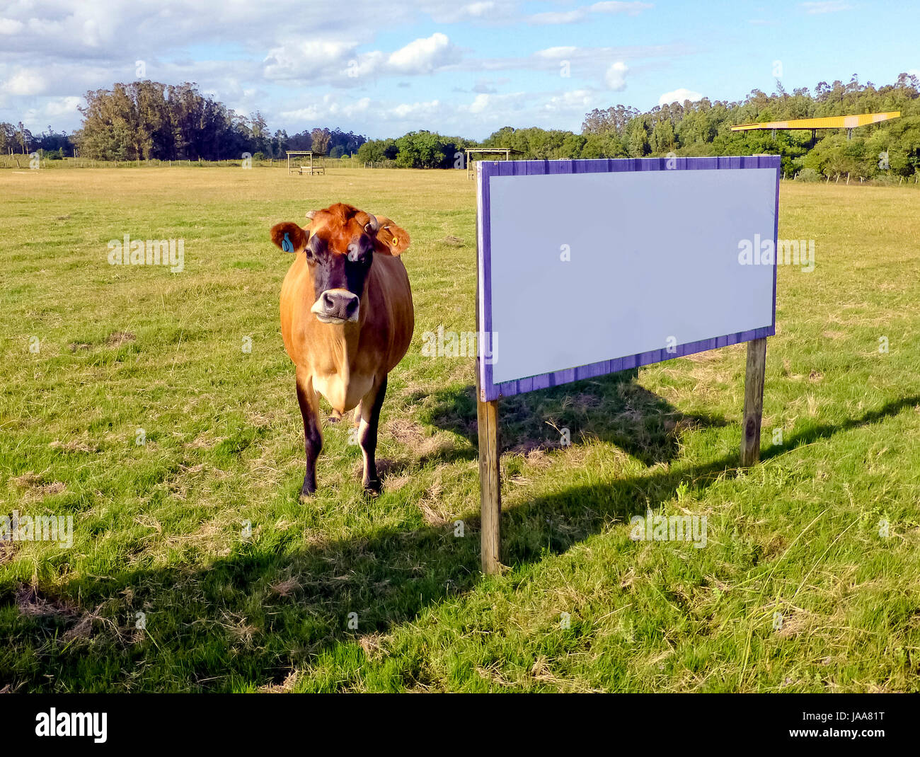 animal, cow, farm, cub, baby, pasture, rodeo, raving, furious, angry ...