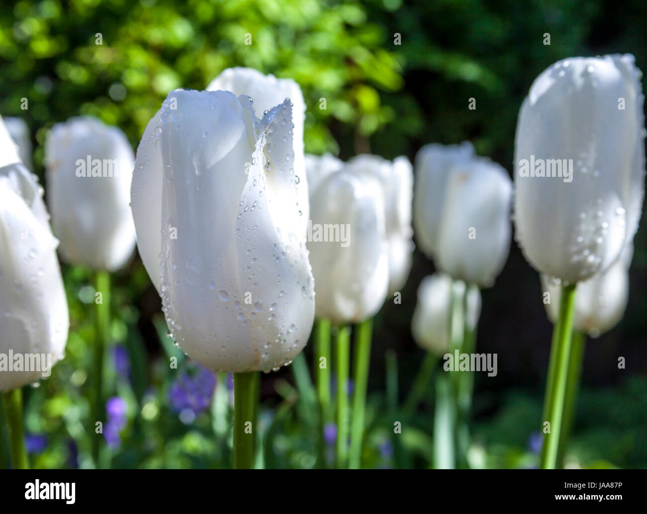 Flower being watered close up hi-res stock photography and images - Alamy