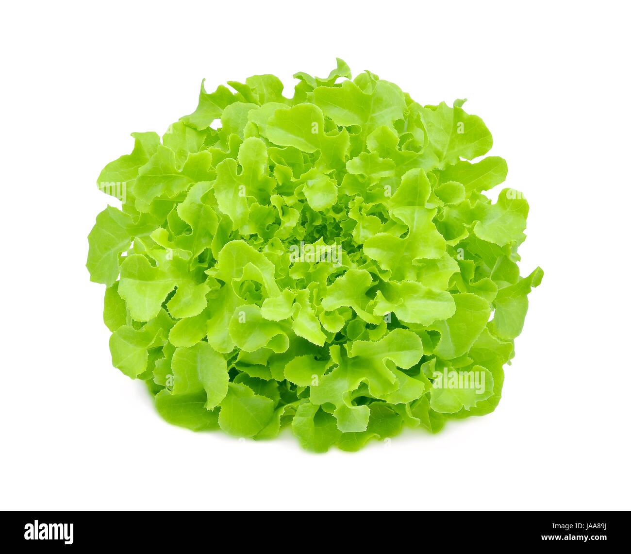 Green oak lettuce on white background Stock Photo - Alamy
