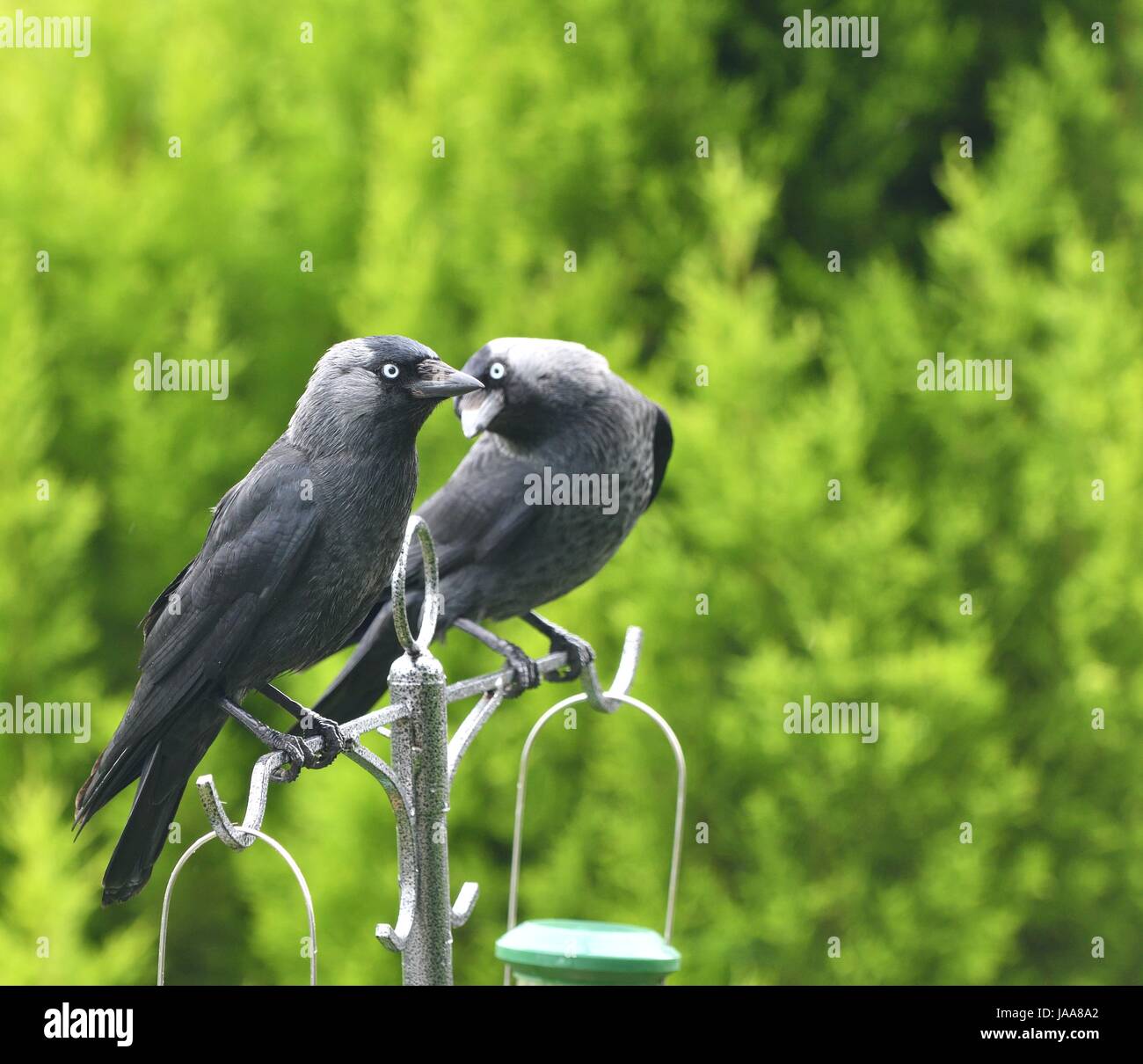Two jackdaws sitting hi-res stock photography and images - Alamy