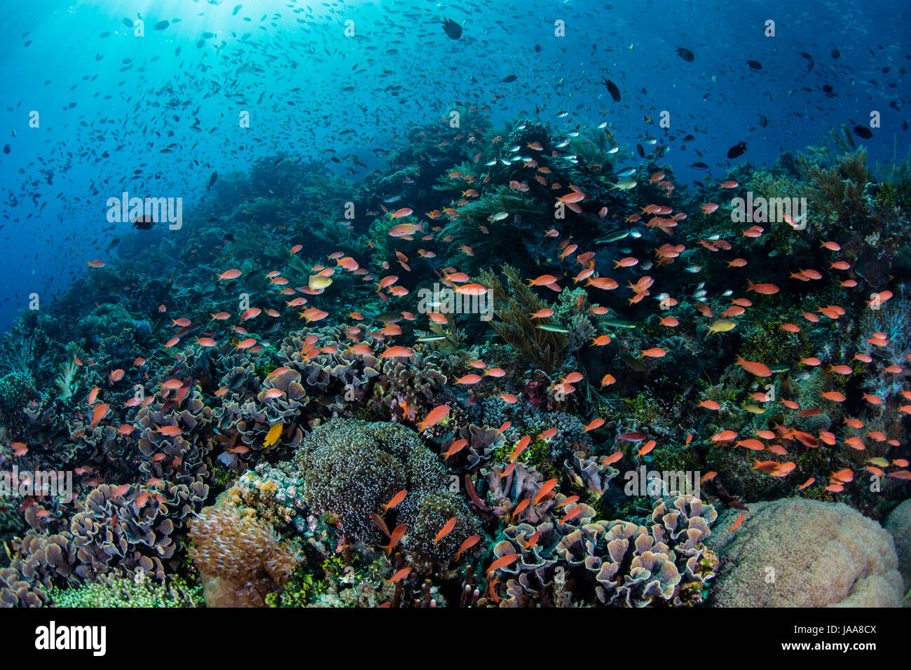 Growing fish hi-res stock photography and images - Alamy
