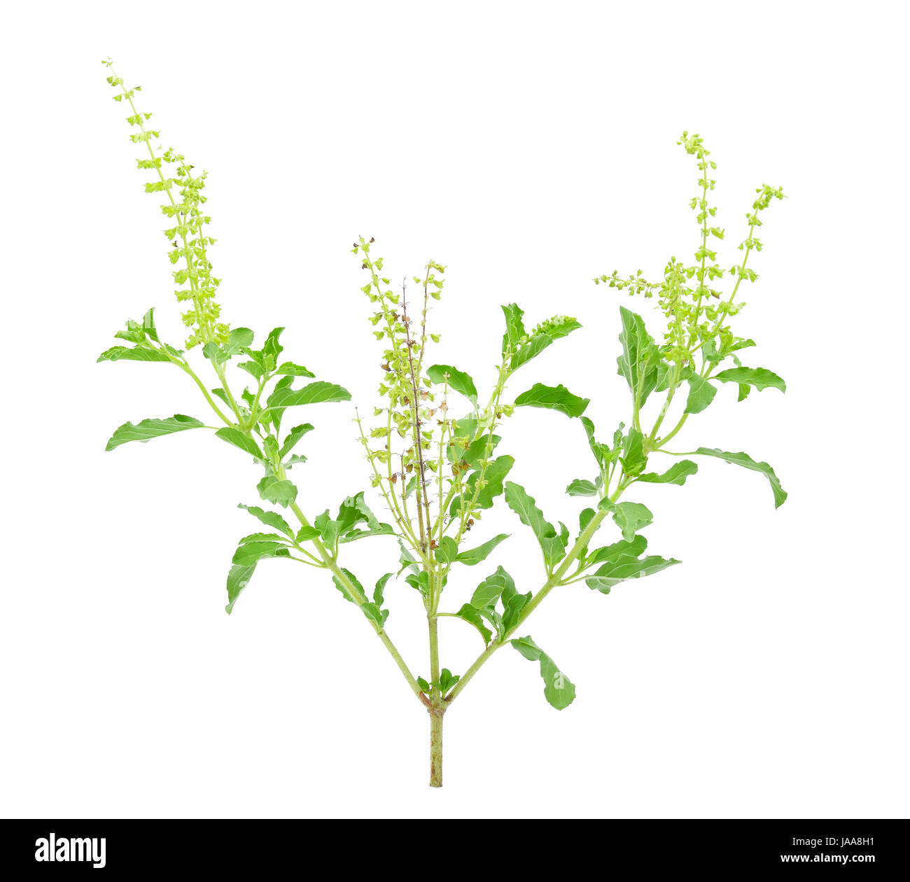 Basil flower on a white background Stock Photo - Alamy