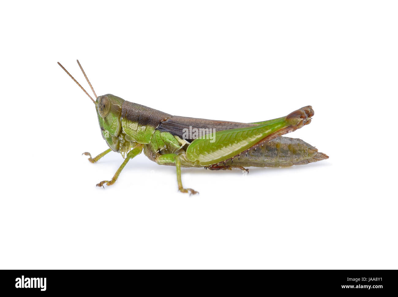 Green grasshopper side view Cut Out Stock Images & Pictures - Alamy
