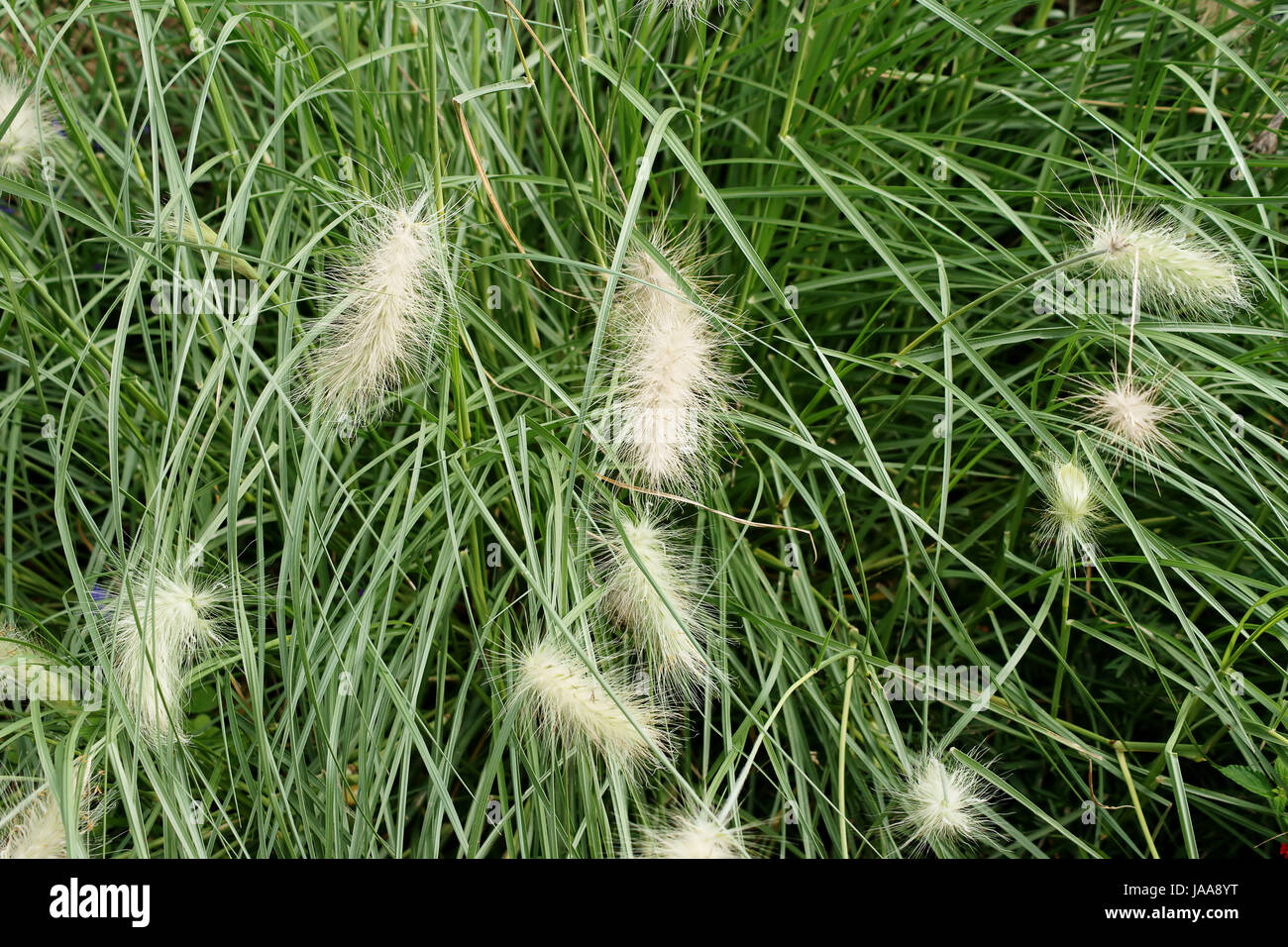 flora, grasses, meadow, grass, lawn, green, plant, nature, aerial ...