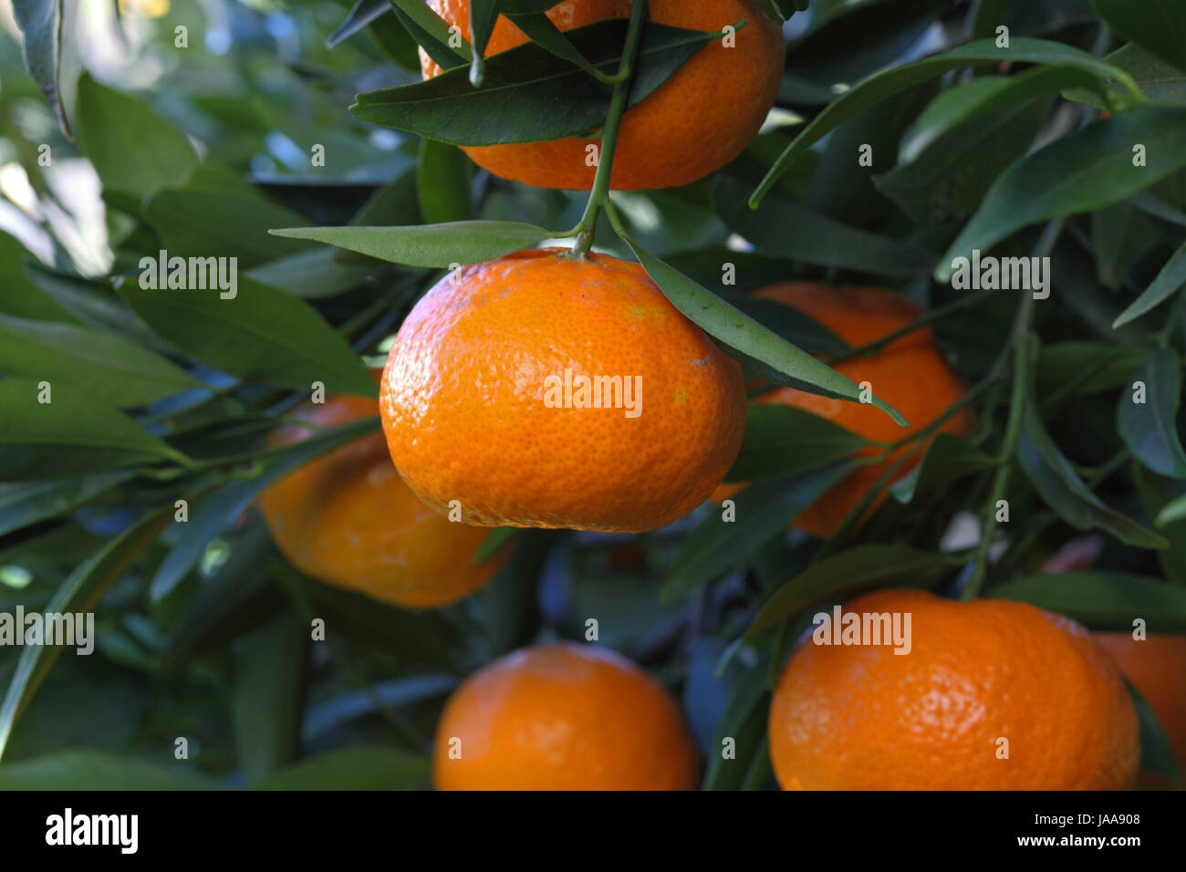 tree, green, calabria, tangerines, italy, plant, tree, green, calabria ...