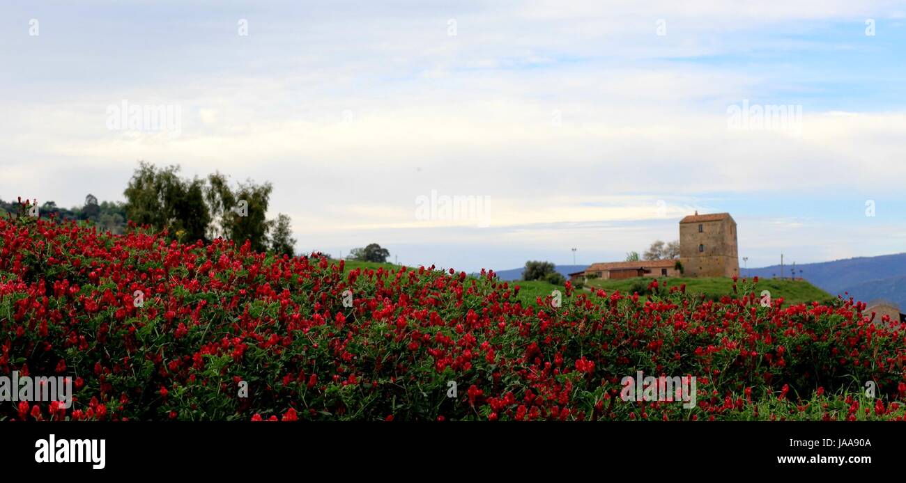 tree, flower, flowers, plant, calabria, firmament, sky, mountain ...