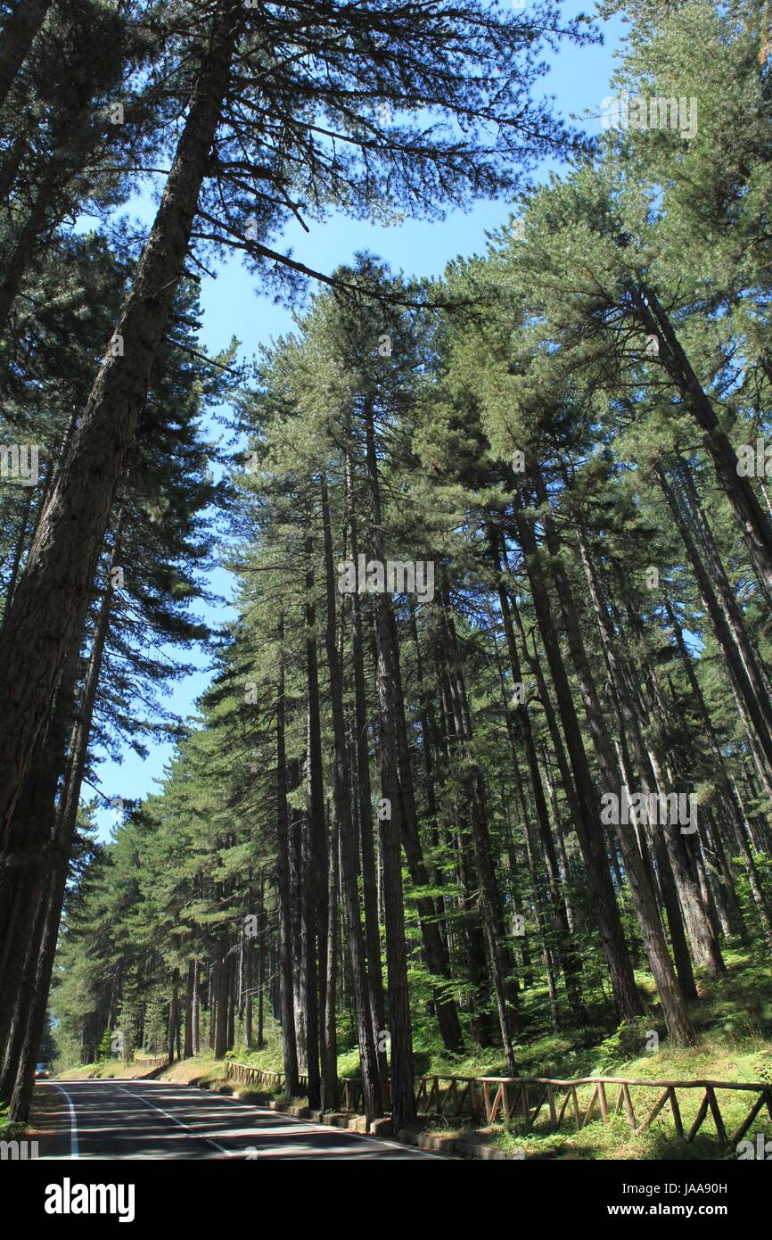 tree, trees, woods, fir, calabria, mountain, italy, forest, tree, trees ...