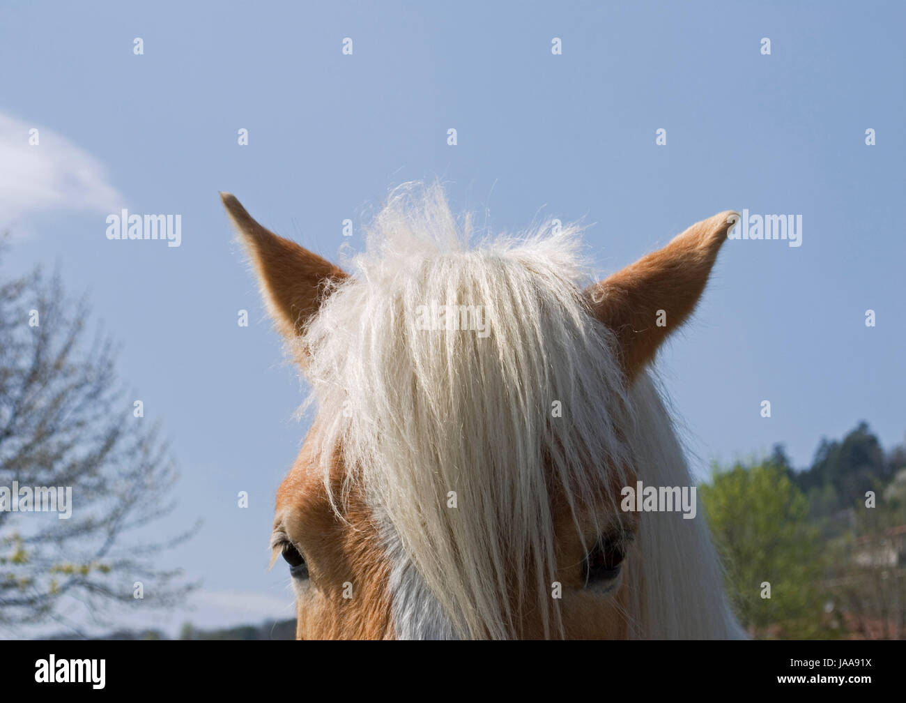 Ginger horse hi-res stock photography and images - Alamy