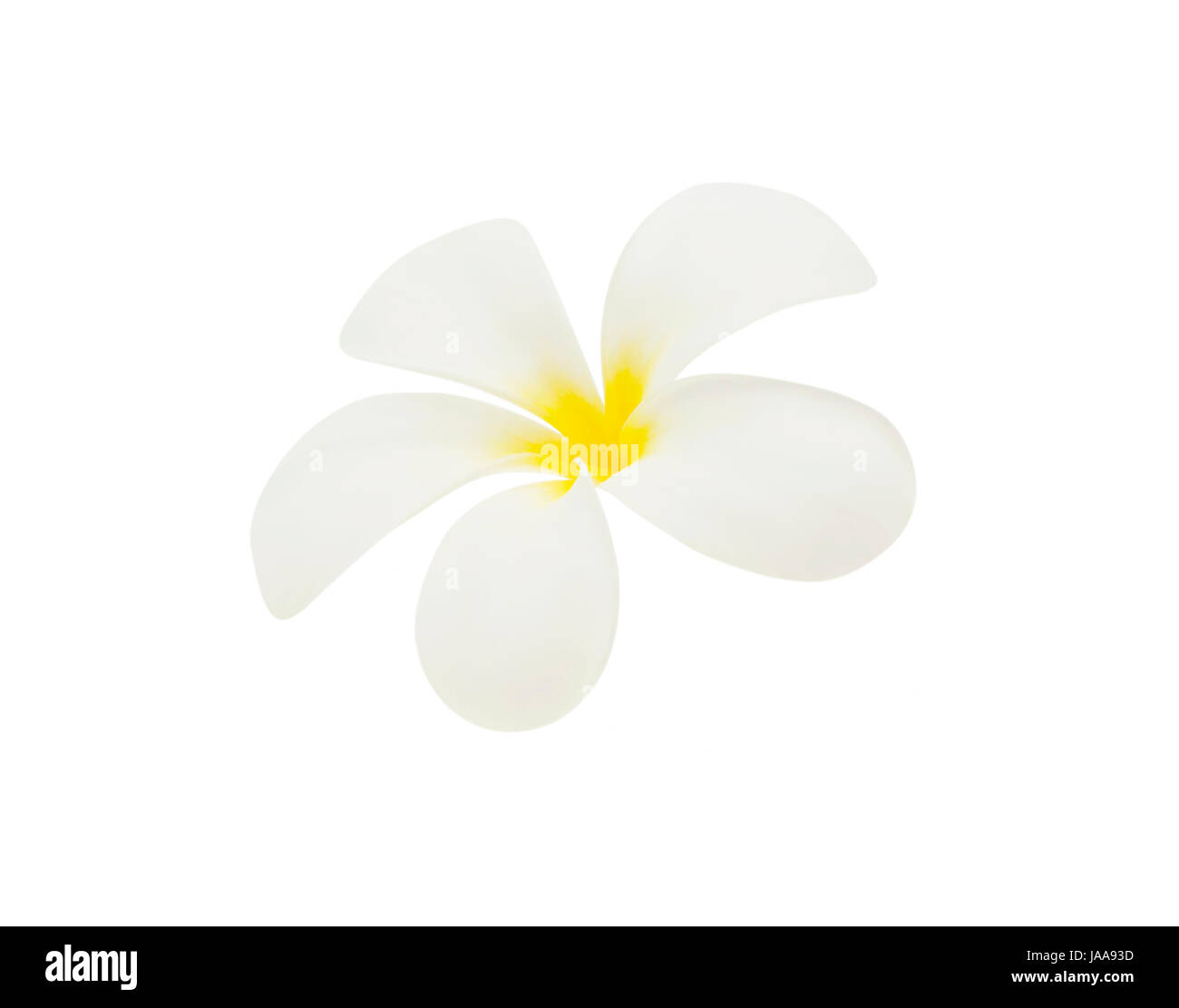 Close up frangipani plant Cut Out Stock Images & Pictures - Alamy