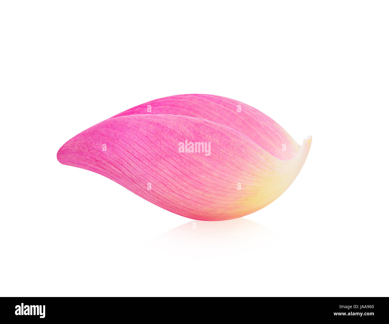 lotus petal on white background Stock Photo - Alamy