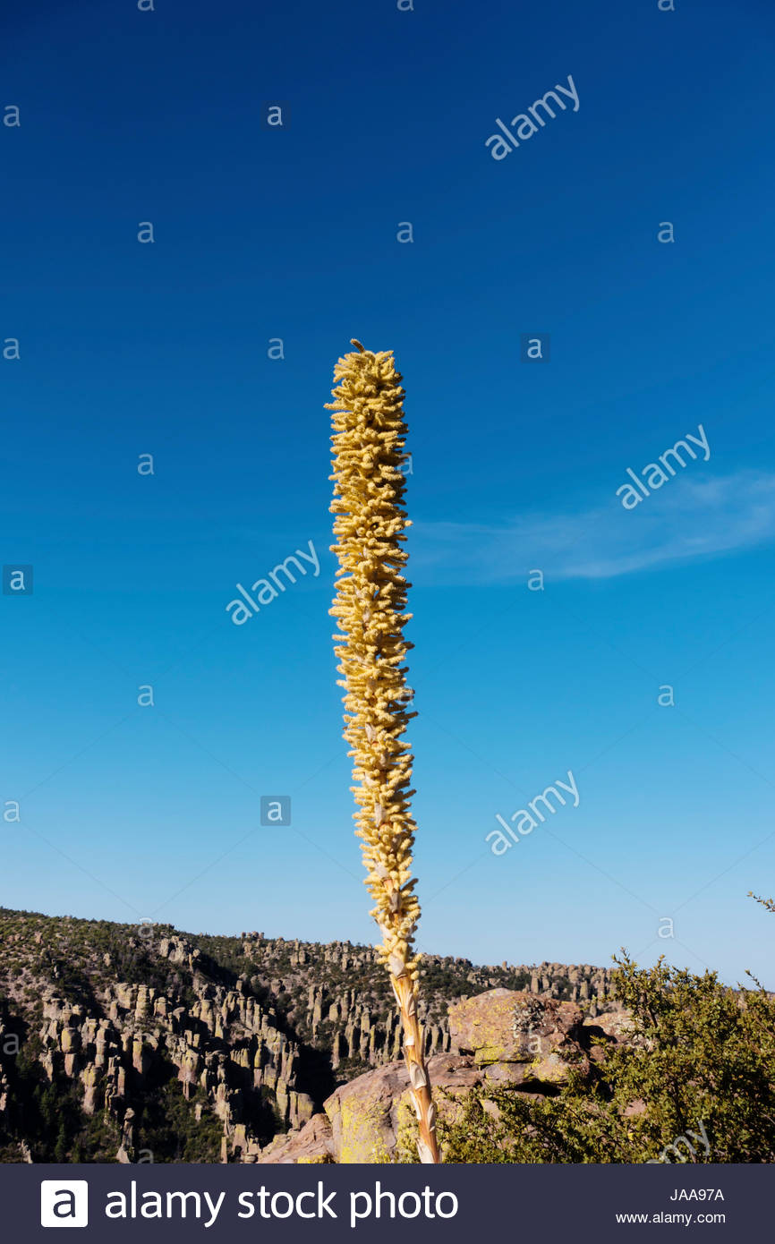 Desert Spoon Plant Stock Photos & Desert Spoon Plant Stock Images - Alamy