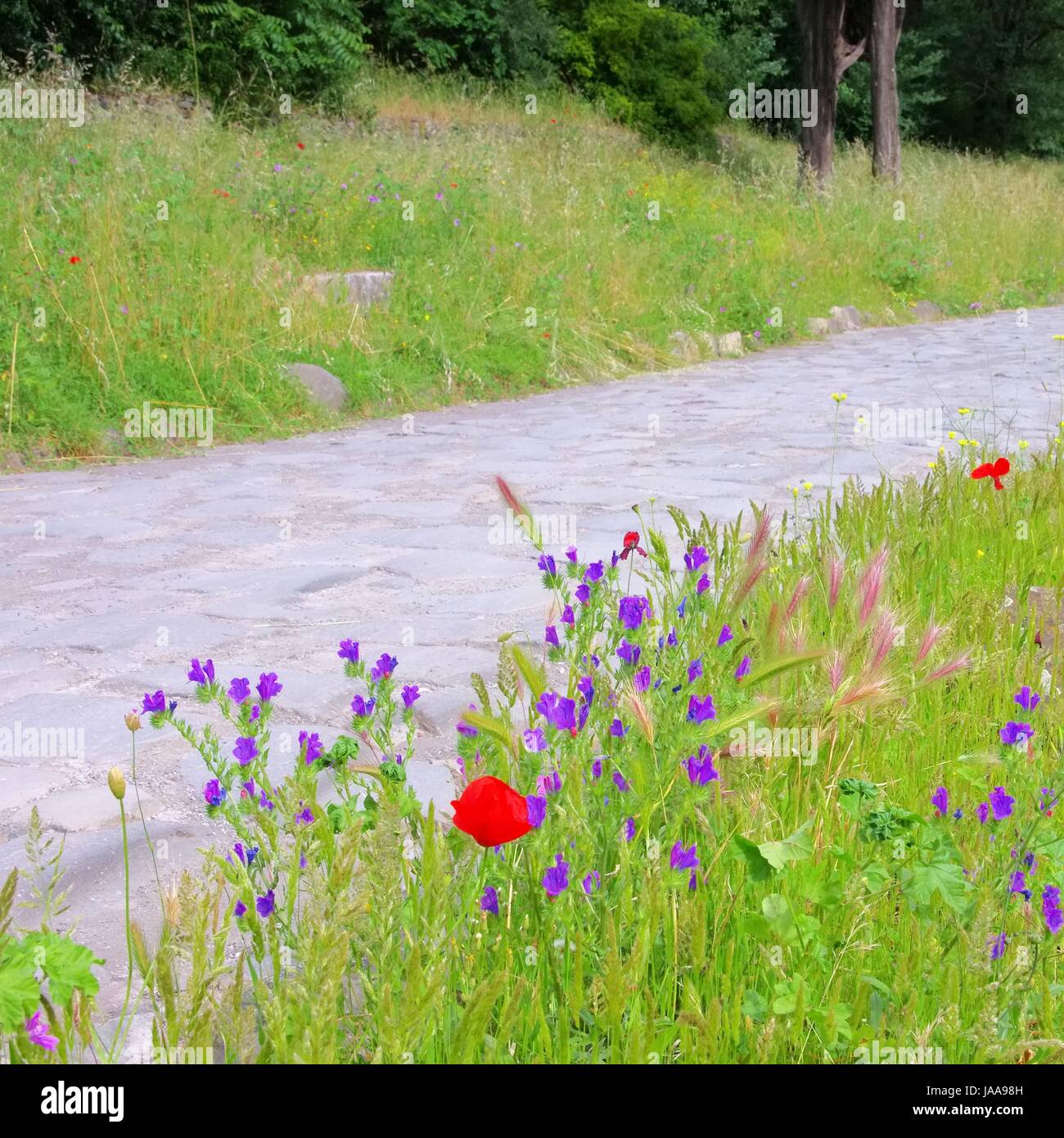 Rome, roma, roman, street, road, italy, tree, flower, plant, antique ...