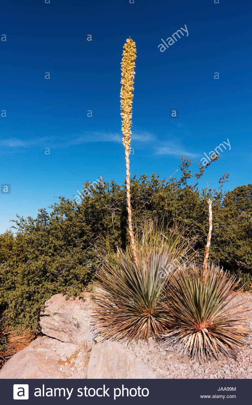 Desert Spoon High Resolution Stock Photography and Images - Alamy