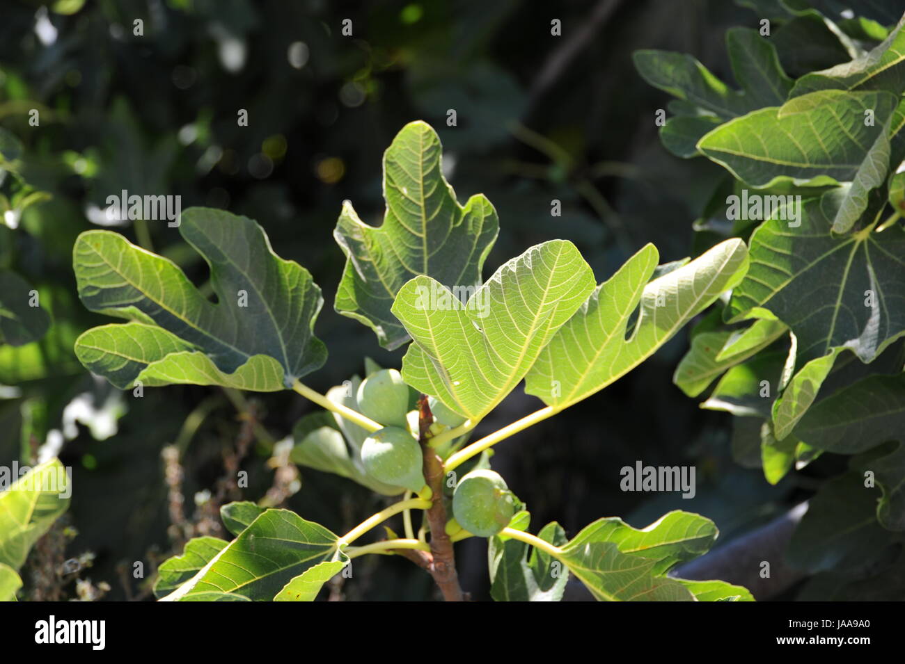 fig, freshness, fig leaf, leaf, tree, branch, fruit, bud, fig, autumn ...