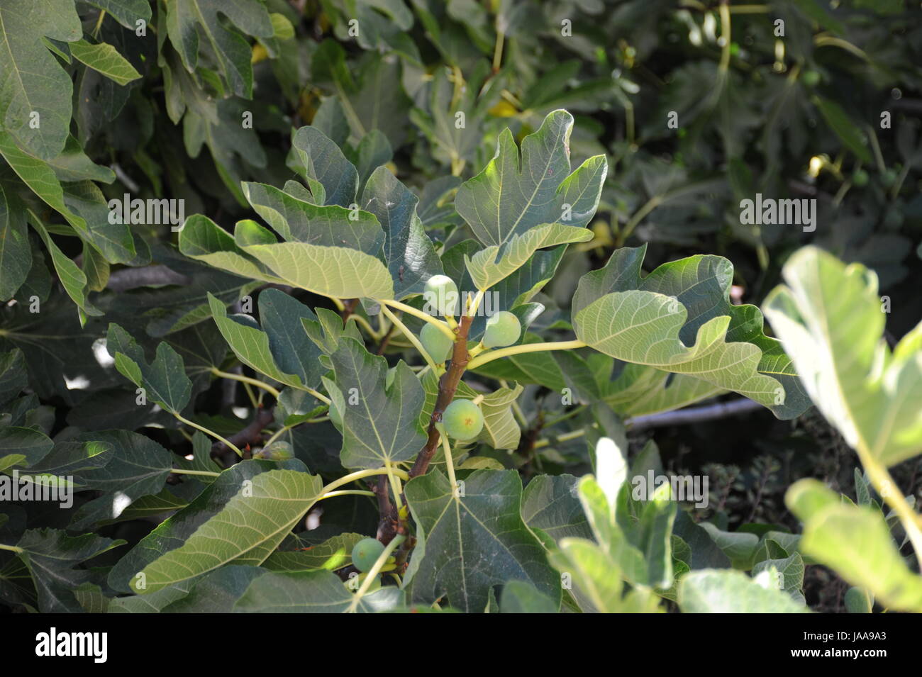 fig, freshness, fig leaf, leaf, tree, branch, fruit, bud, fig, autumn ...