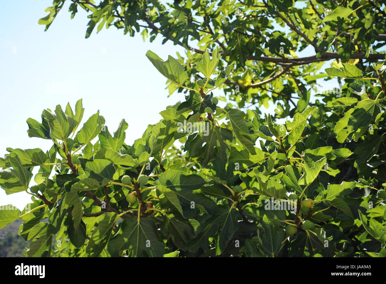 fig, freshness, fig leaf, leaf, tree, branch, fruit, bud, fig, autumn ...