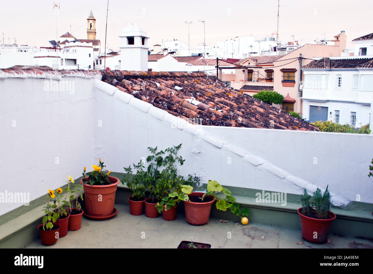 garden, flower, sunflower, plant, style of construction, architecture ...