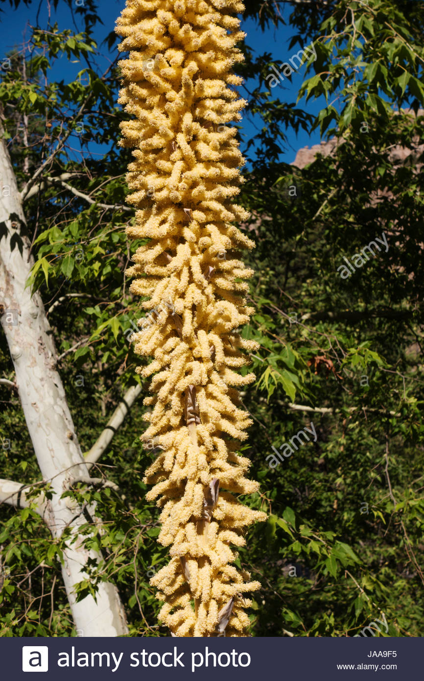 Sotol Dasylirion Wheeleri High Resolution Stock Photography and Images ...