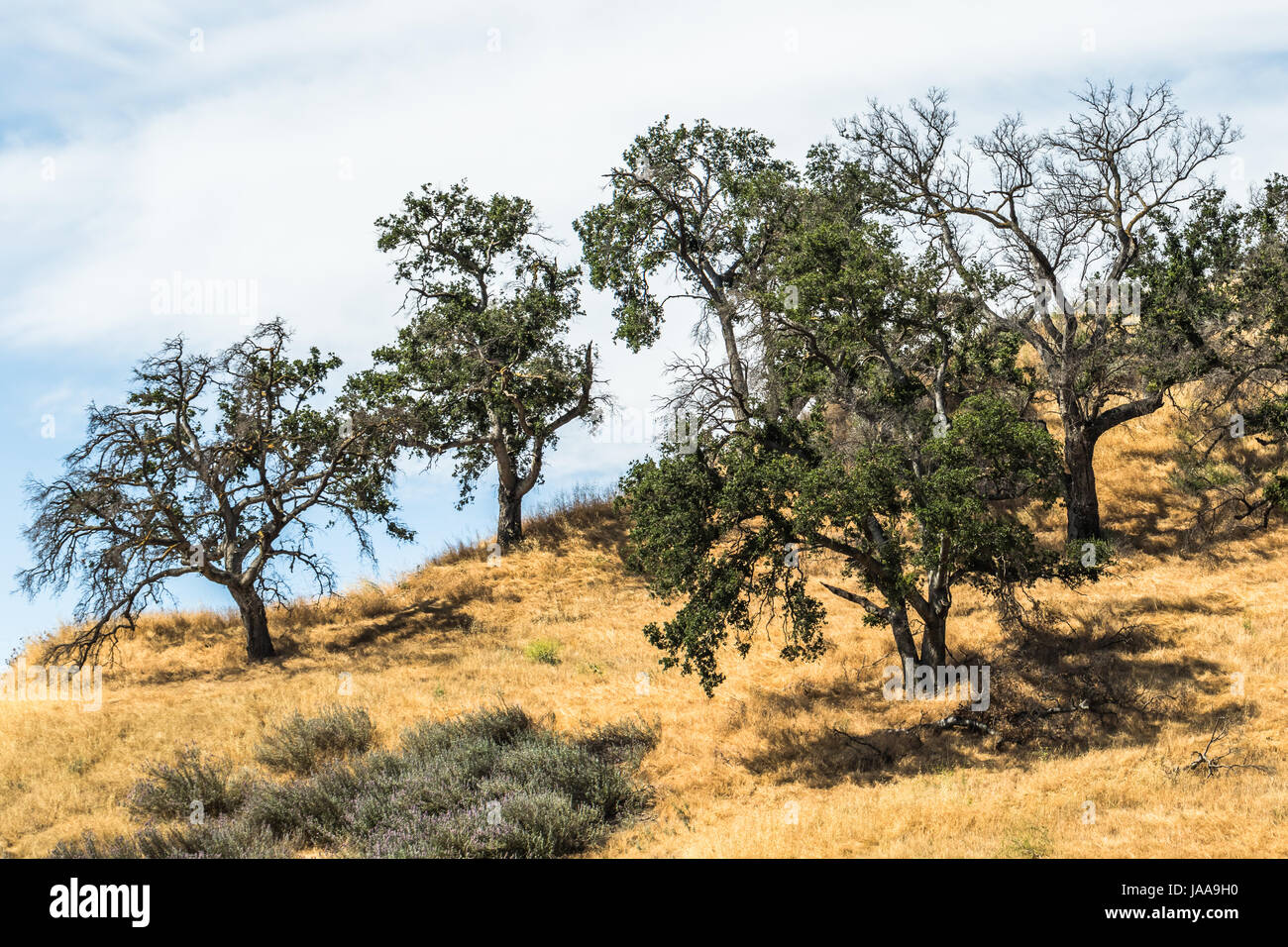 Summer landscape with green tree Stock Photo - Alamy