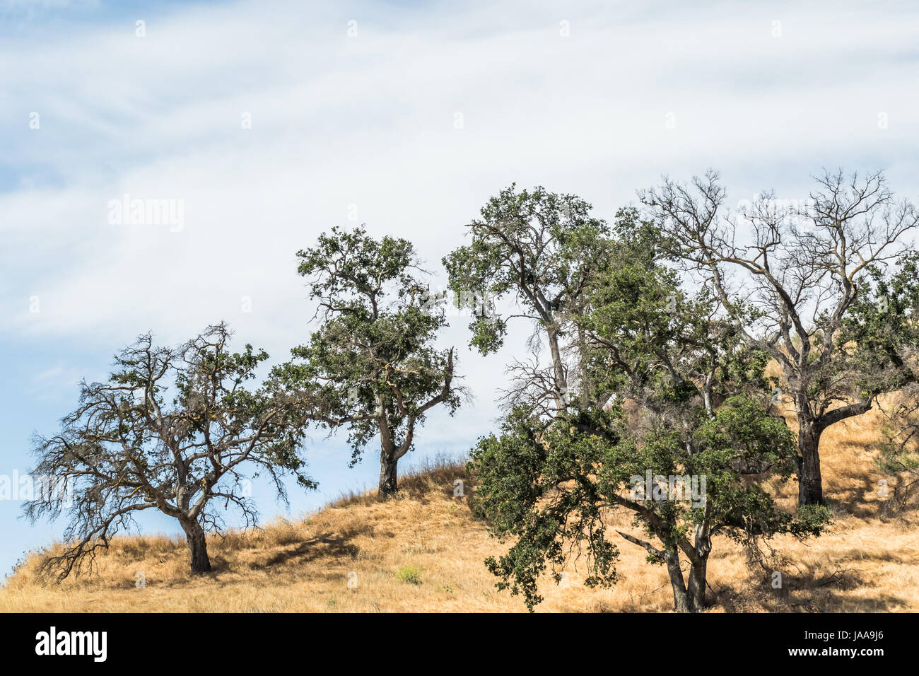 Summer landscape with green tree Stock Photo - Alamy