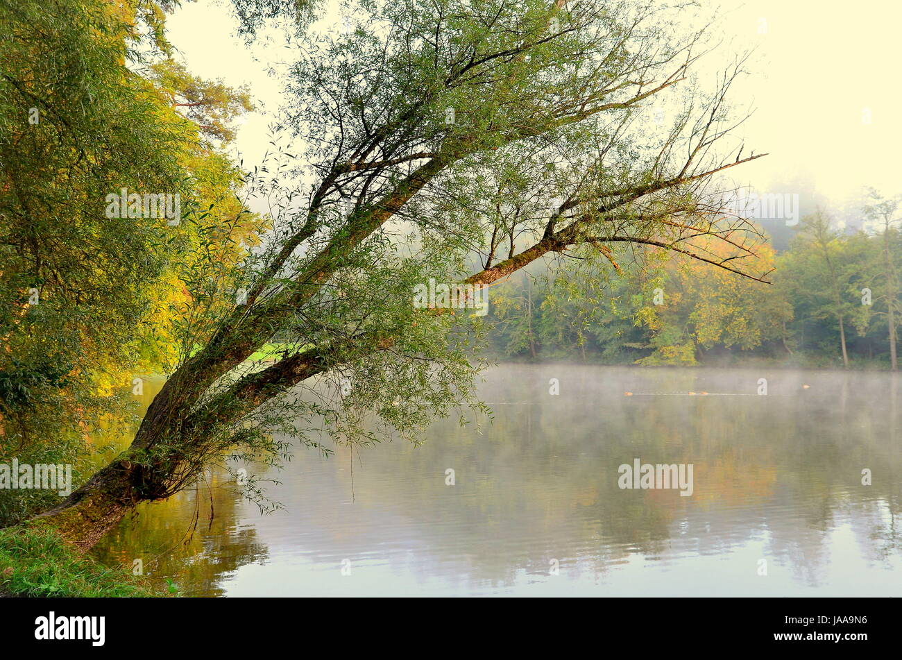 late summer morning at a lakeside Stock Photo - Alamy