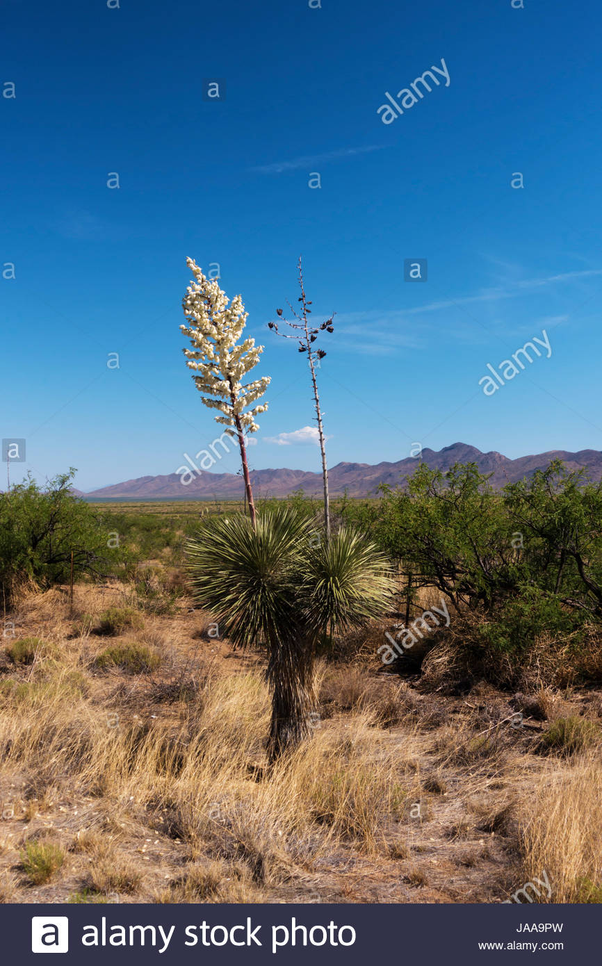 Yucca Plants In Arizona High Resolution Stock Photography and Images ...