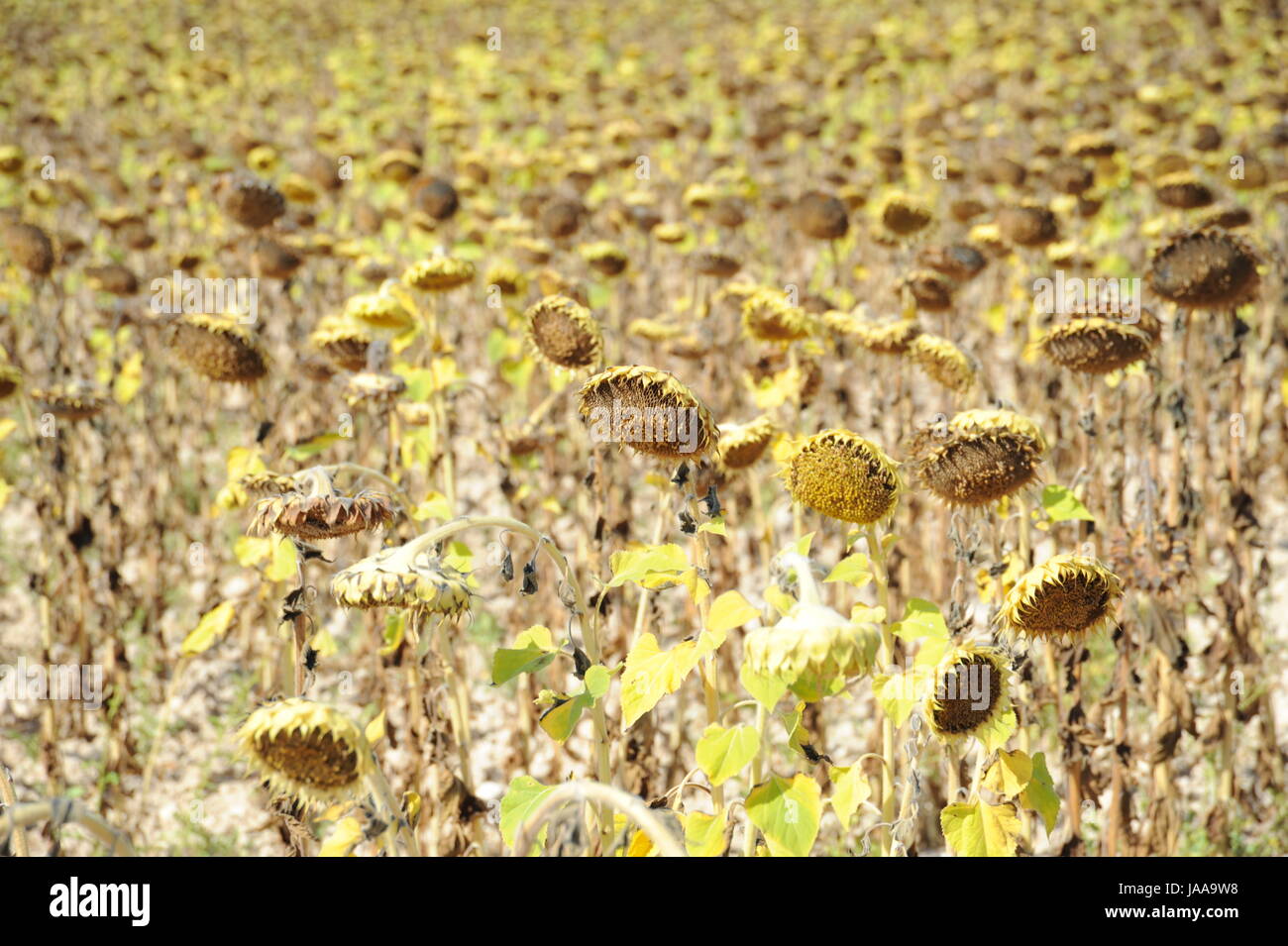 flower, plant, bloom, blossom, flourish, flourishing, summer, summerly ...