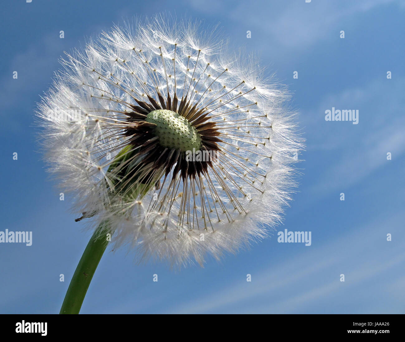 blowball, dandelion, firmament, sky, blue, flower, plant, progenies ...