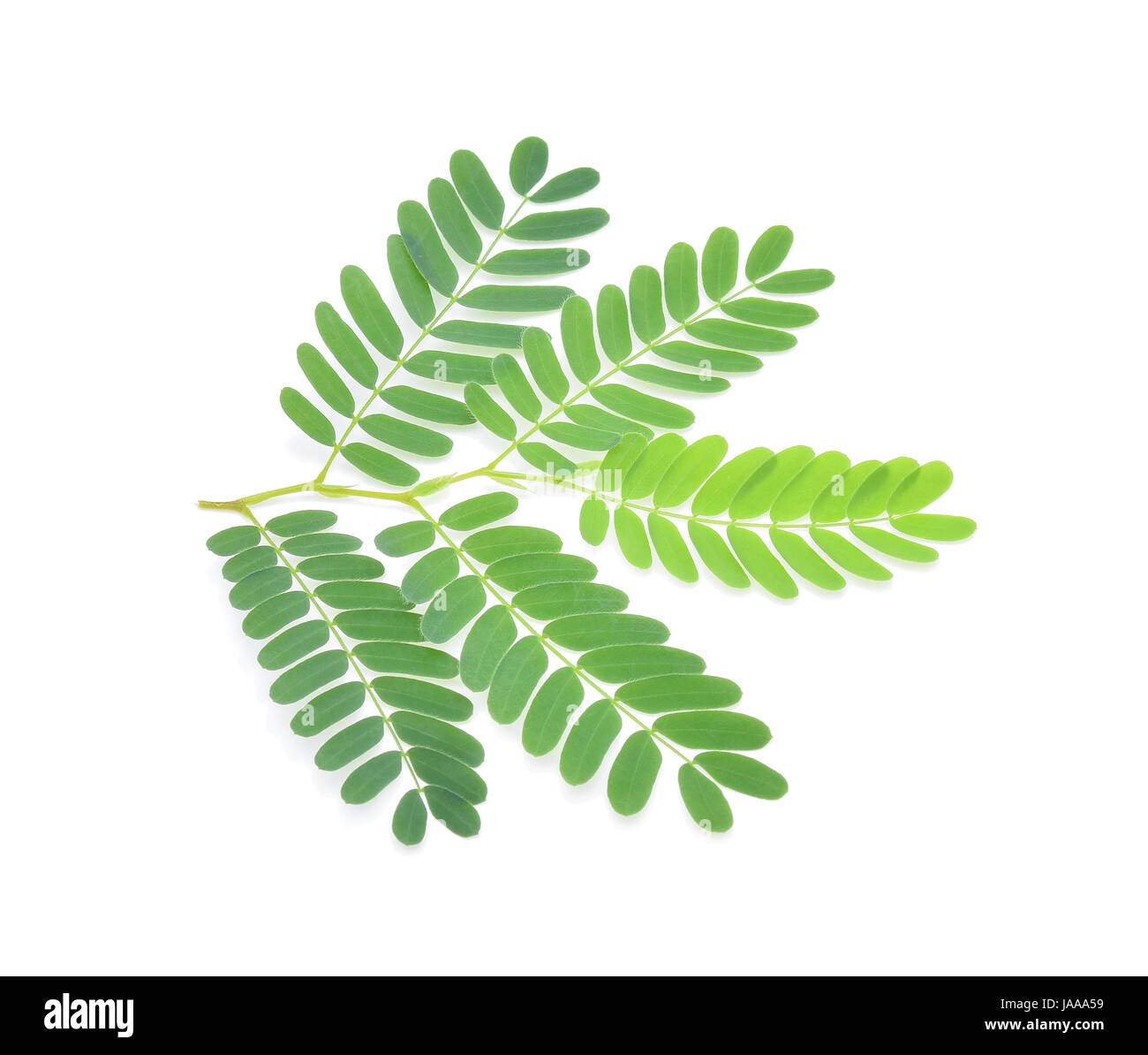 Tamarind leaf isolated on white Stock Photo - Alamy