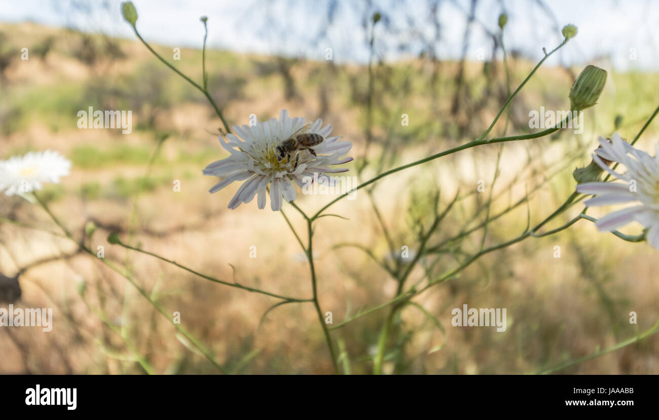 Beautiful daisy with bee hi-res stock photography and images - Alamy