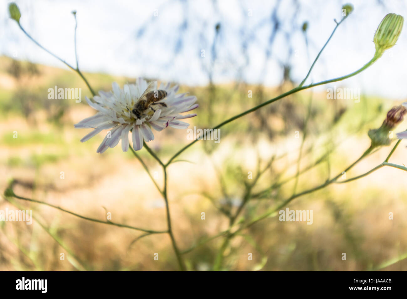 Beautiful daisy with bee hi-res stock photography and images - Alamy