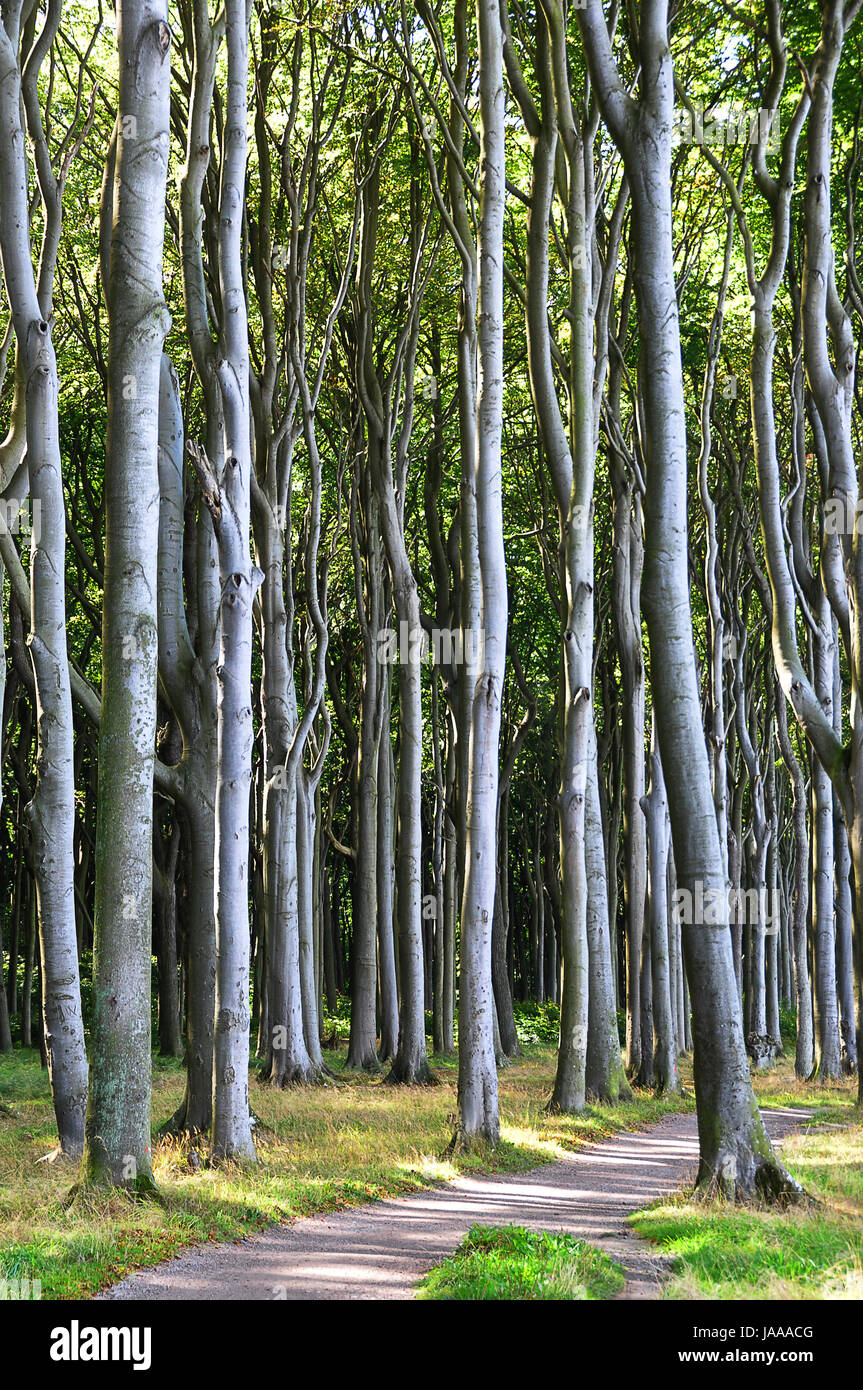 book, tree, trees, beech forest, forest, book, tree, trees, trunk ...
