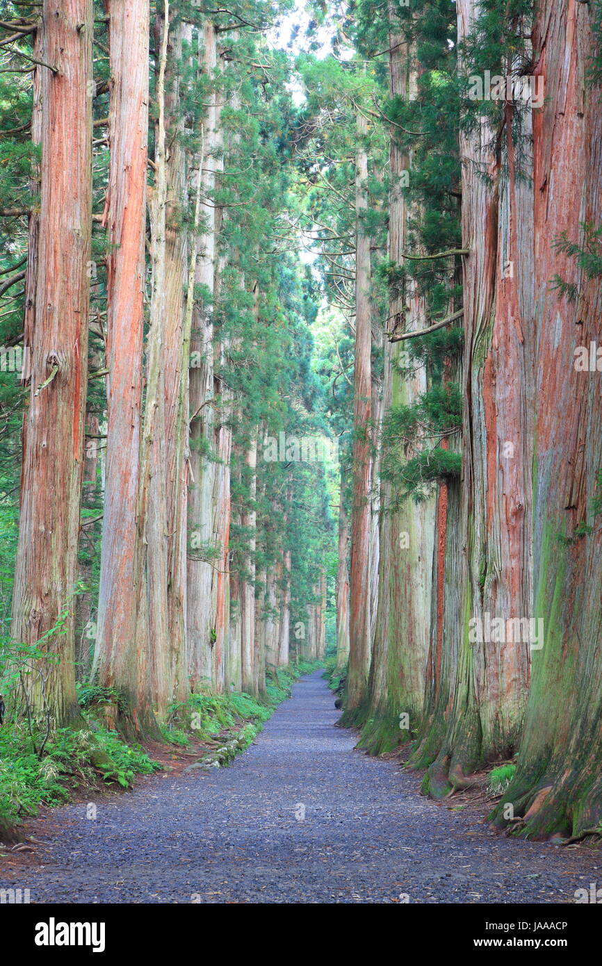 travel, environment, enviroment, tree, wood, asia, tourism, sightseeing ...